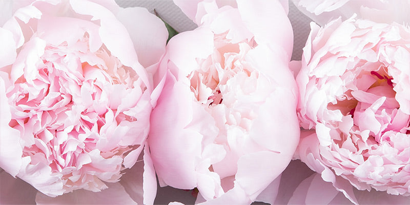 The History Of The Peony Flower – Four Seasons Flower shop